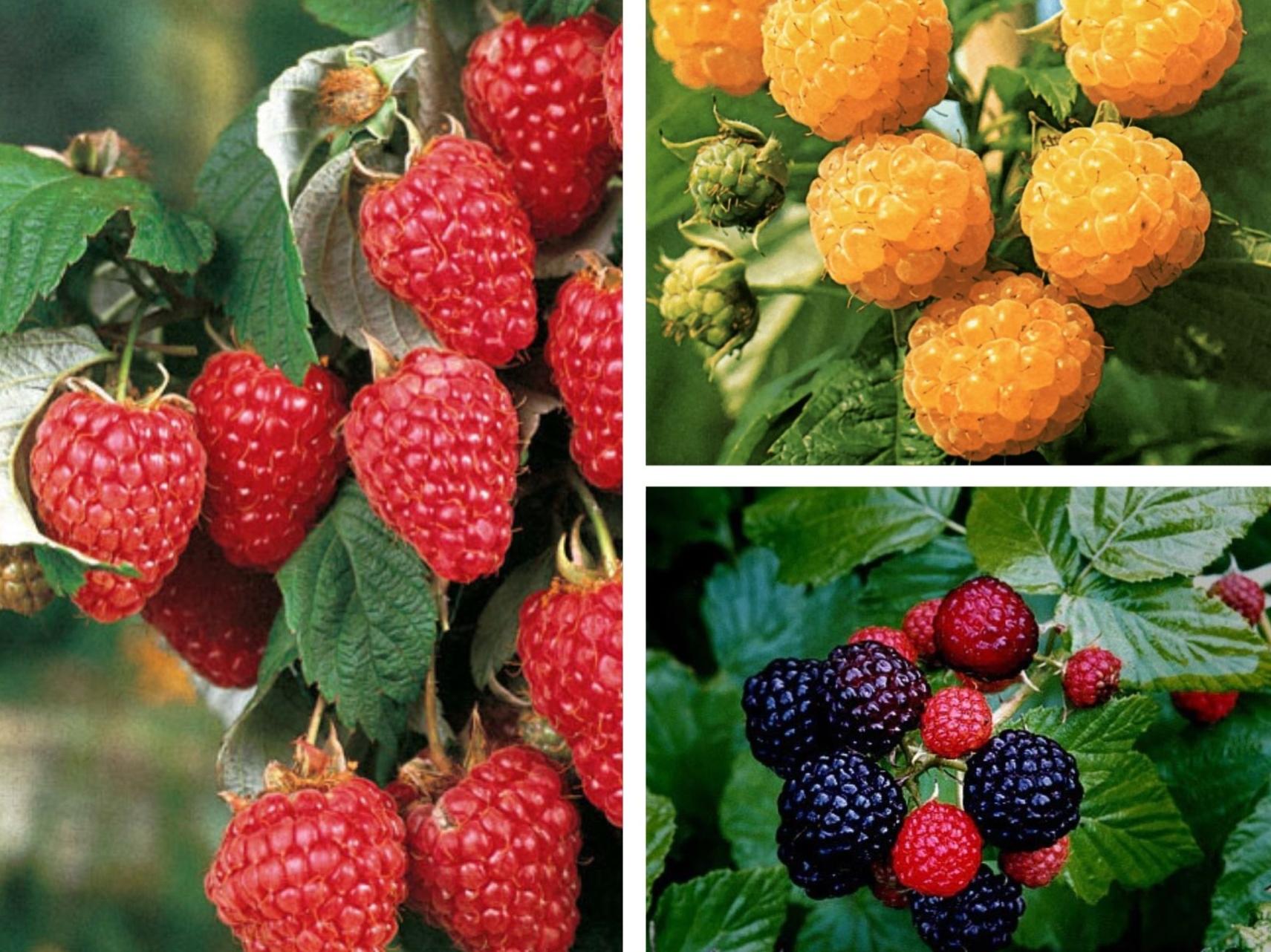 KIT LAMPONE ROSSO, LAMPONE GIALLO, LAMPONE NERO | Leroy Merlin