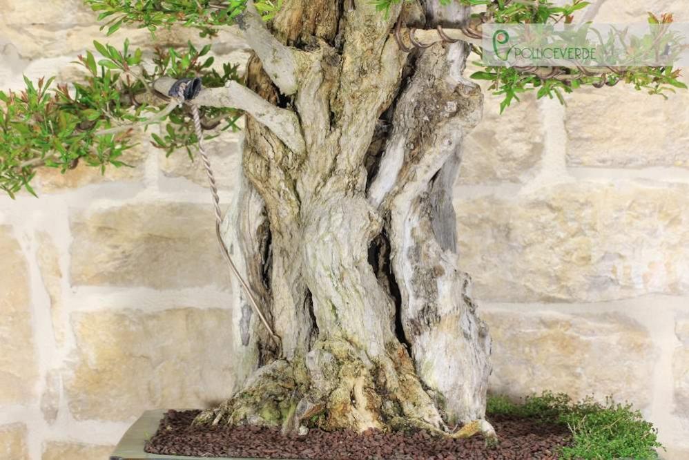 Bonsai Yamadori di Melograno (3) | Leroy Merlin