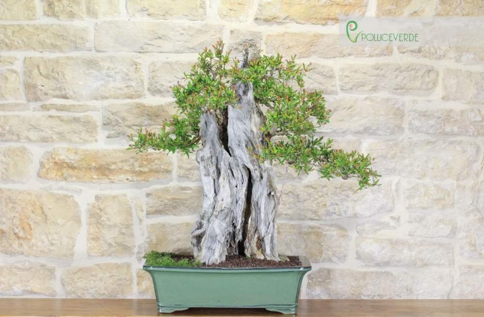Bonsai Yamadori di Melograno (3) | Leroy Merlin