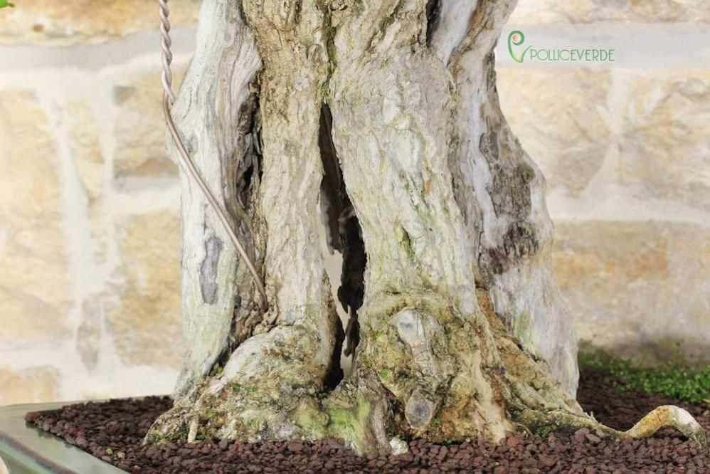 Bonsai Yamadori di Melograno (3) | Leroy Merlin