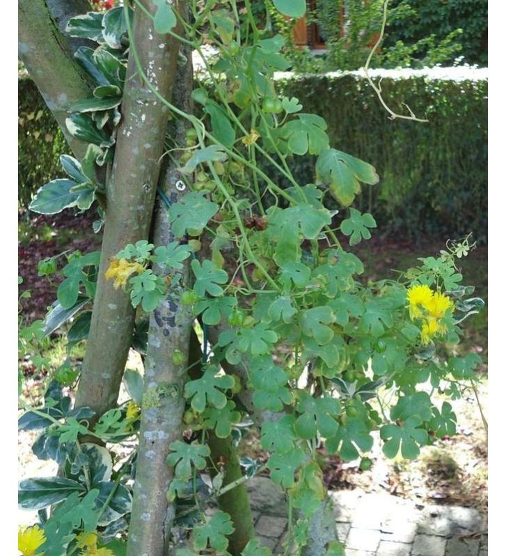 Capucine Grimpante Jaune Des Canaries - Les Graines Bocquet - 2g ...