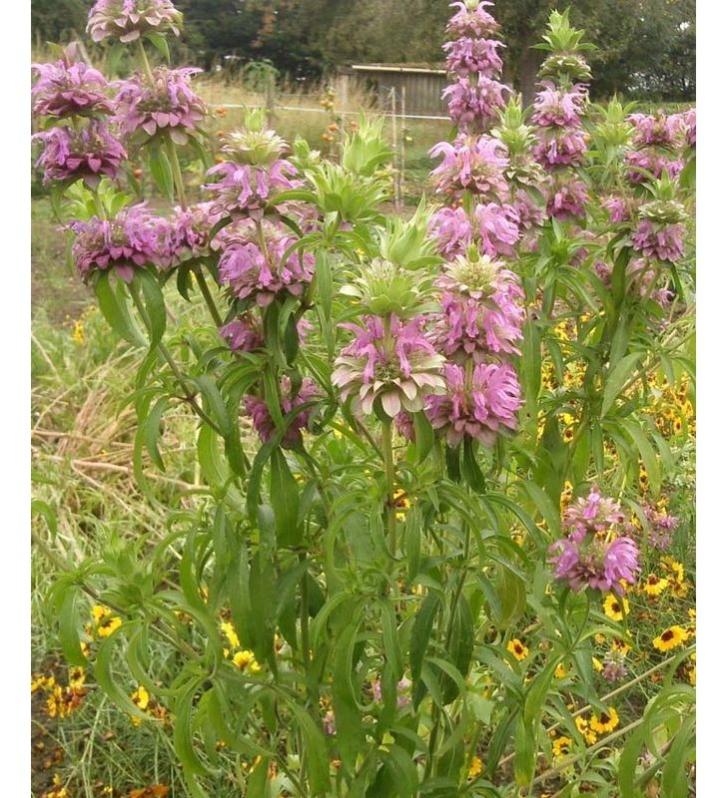 Monarde Rose / Pourpre - Les Graines Bocquet - 1g | Leroy Merlin