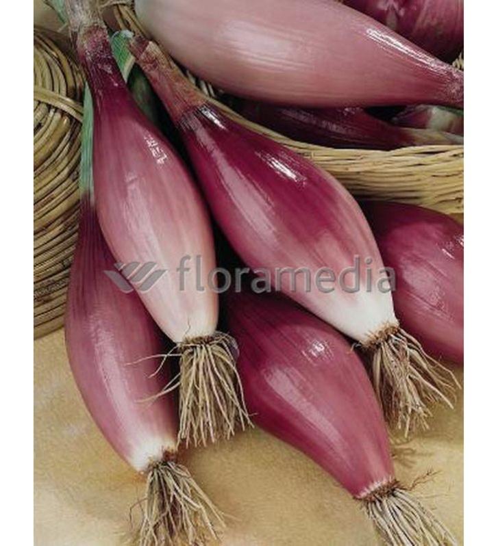 Oignon Rouge Long Doux De Florence - Les Graines Bocquet - 4g | Leroy ...
