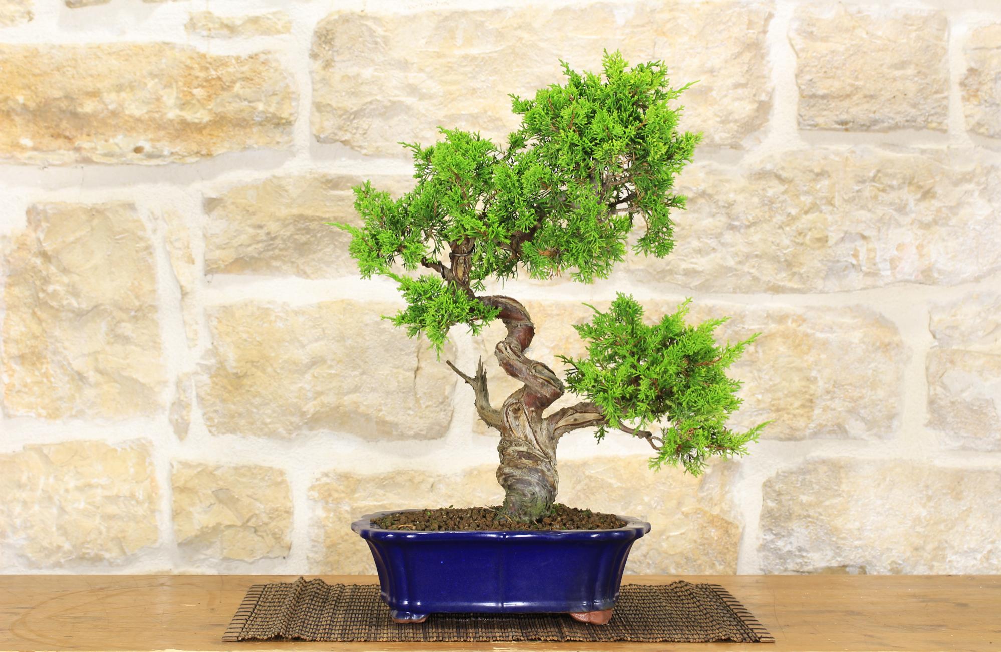 Bonsai di Ginepro Itoigawa (78) | Leroy Merlin