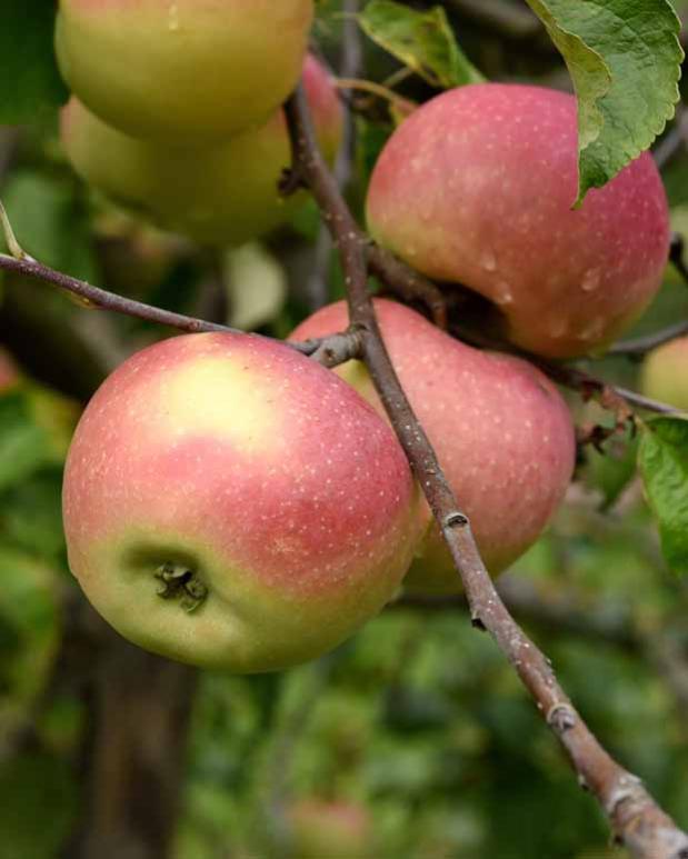 Pommier Melrose - Le pot / 3L / Hauteur livrée environ 80-100cm ...