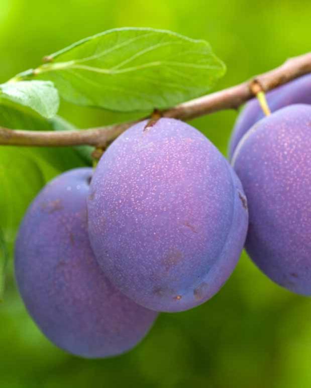 Prunier Président - Le pot / 3L / Hauteur livrée environ 80-100cm ...