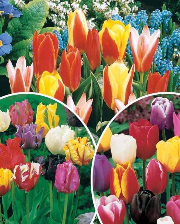 Collection 3 mois de tulipes - Le paquet de 60 bulbes. - Willemse ...