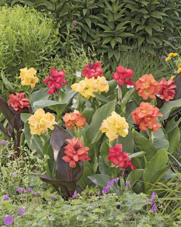 Cannas pour bordure en mélange - Le sachet de 4 bulbes / Ø 1cm - Willemse | Leroy Merlin