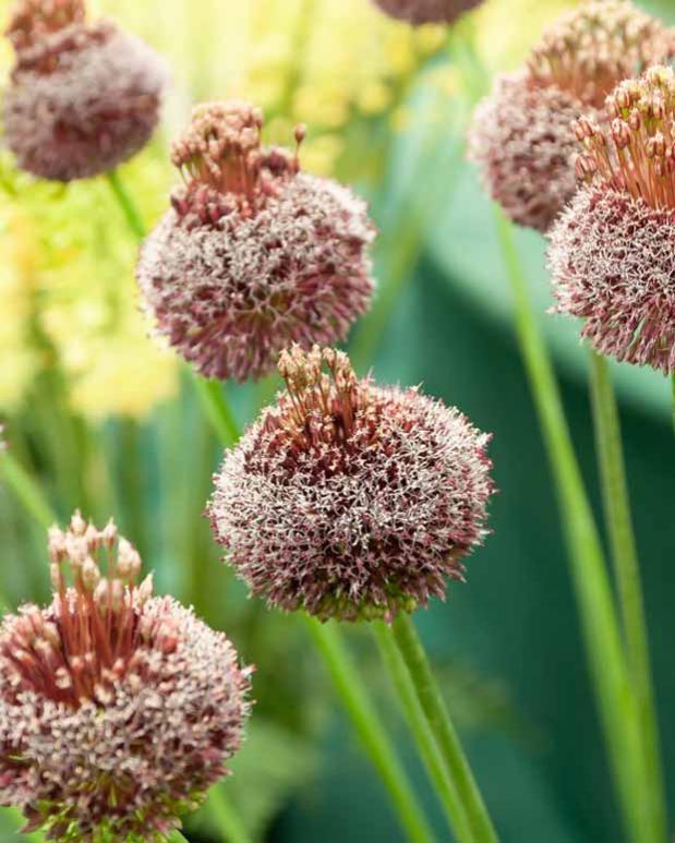 Allium Forelock - Le sachet de 2 bulbes / Ø 12cm - Willemse | Leroy Merlin