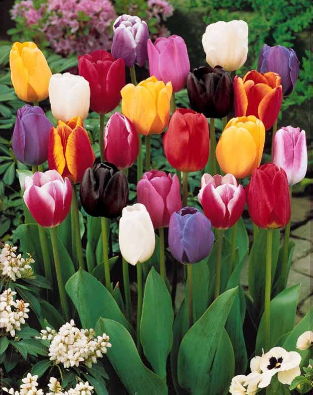 Tulipes tardives en mélange - Le sachet de 20 bulbes / Ø 11-12cm ...