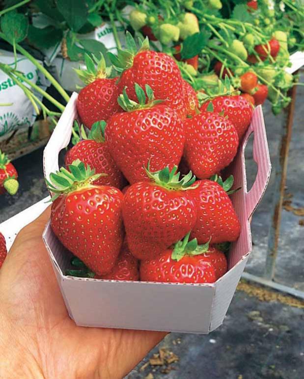 Fraisier Magnum - Le paquet de 20 plants en racines nues. - Willemse ...