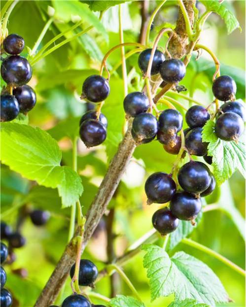 Cassissier à gros fruits Andega - Le pot / 2L - Willemse | Leroy Merlin