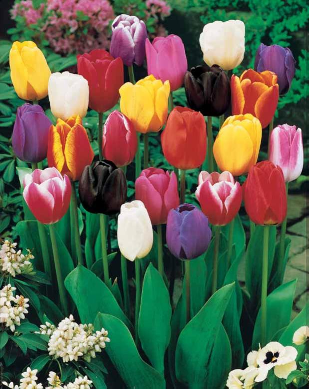 Tulipes à longues tiges en mélange - Le sachet de 100 bulbes / Ø 12cm ...