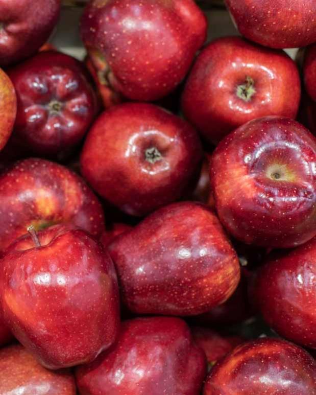 Pommier Red Chief - Le pot / 3L - Willemse | Leroy Merlin