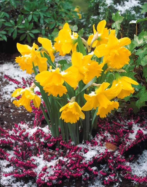 Narcisse Rijnveld Early Sensation - Le sachet de 10 bulbes / Ø 12-14cm ...