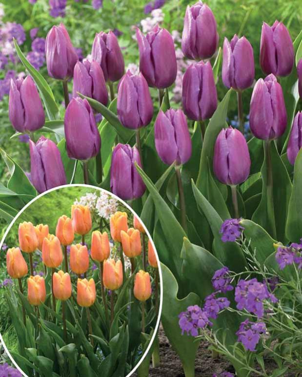 Collection de Tulipes triomphe Bellville et Blue Beauty - Le sachet de ...