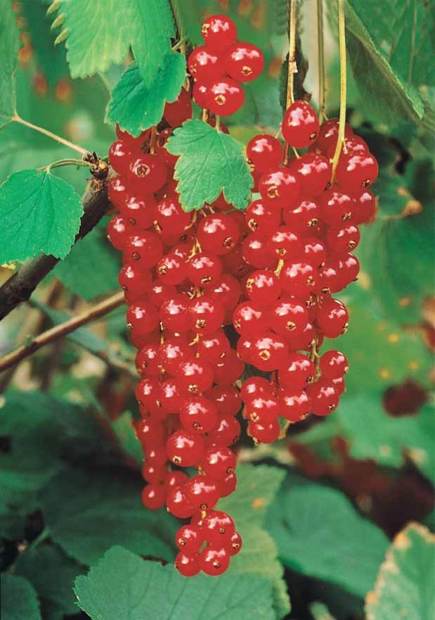 Groseillier rouge Rovada - Le paquet de 2 racines nues / 3-5 branches ...