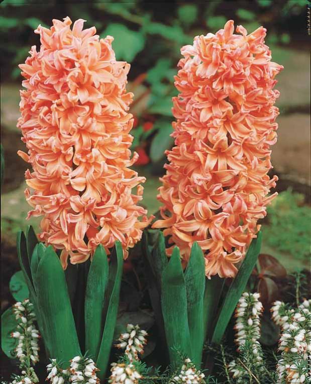 Jacinthe Gipsy Queen orange - Le sachet de 6 bulbes / Ø 18cm - Willemse ...