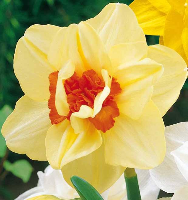 Narcisse à fleurs doubles Flower parade - Le sachet de 10 bulbes / Ø 12 ...