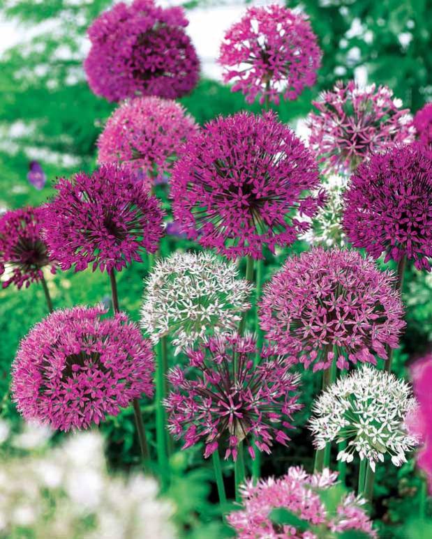 Alliums d'ornements en mélange - Le sachet de 10 bulbes / Ø 12cm ...