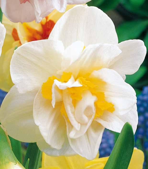 Narcisse à fleurs doubles White Lion - Le paquet de 10 bulbes (circ. 12 ...