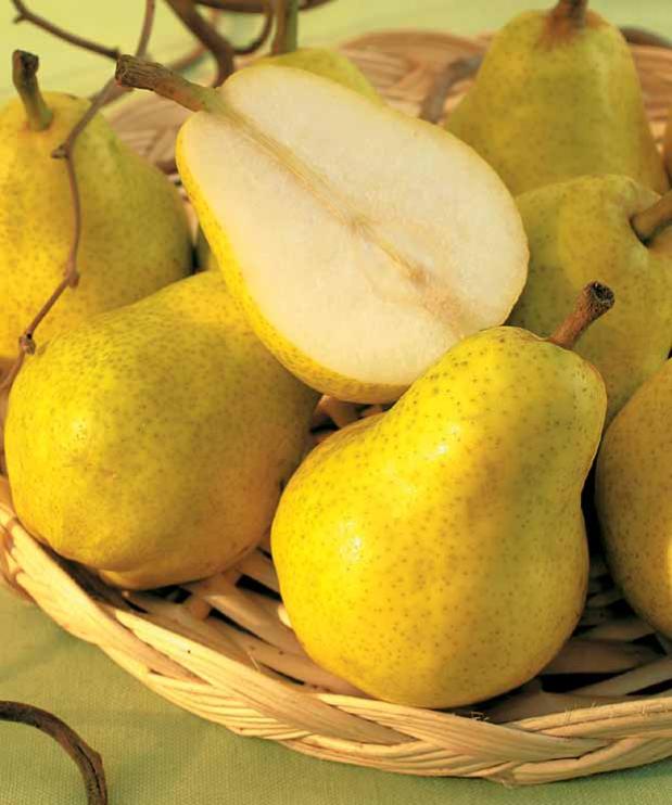 Poirier William's - Bon Chrétien - La motte / grand sujet sur tige ...