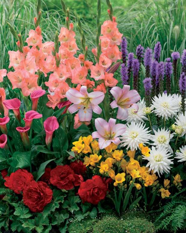Bulbes à floraison estivale en mélange - La collection de 31 bulbes ...