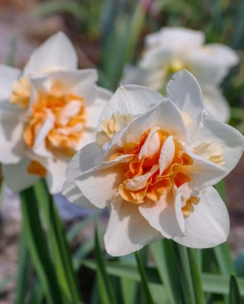 Narcisse à fleurs doubles Replete - Le sachet de 10 bulbes / Ø 12-14cm ...