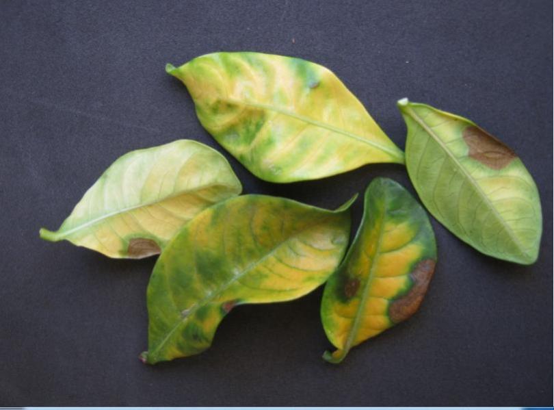 CHEL-FE 5% CONCIME A BASE DI FERRO CHELATO CONSENTITO IN AGRICOLTURA ...