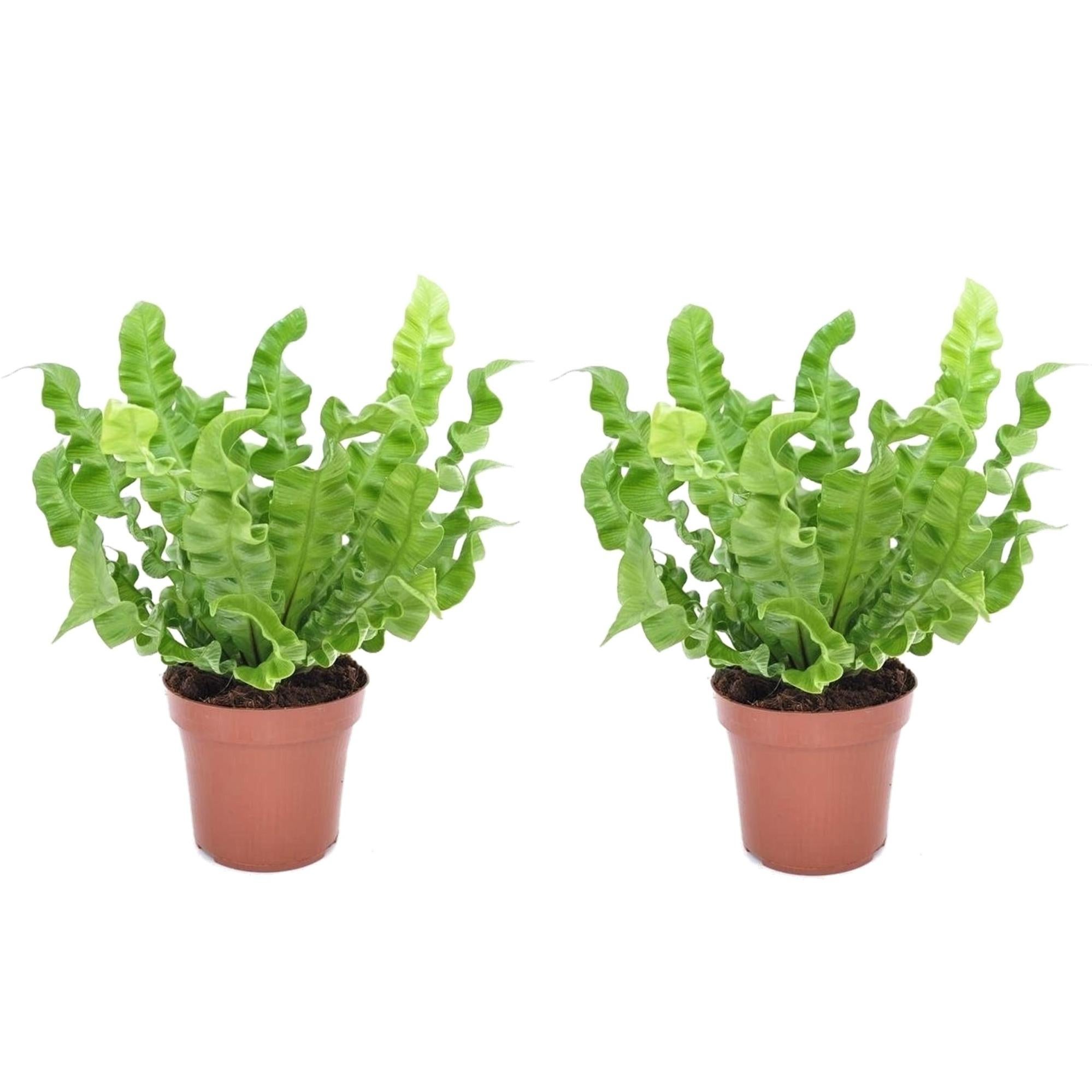 Plant in a Box - Asplenium nidus - Onda croccante - Felce - Set di 2 ...