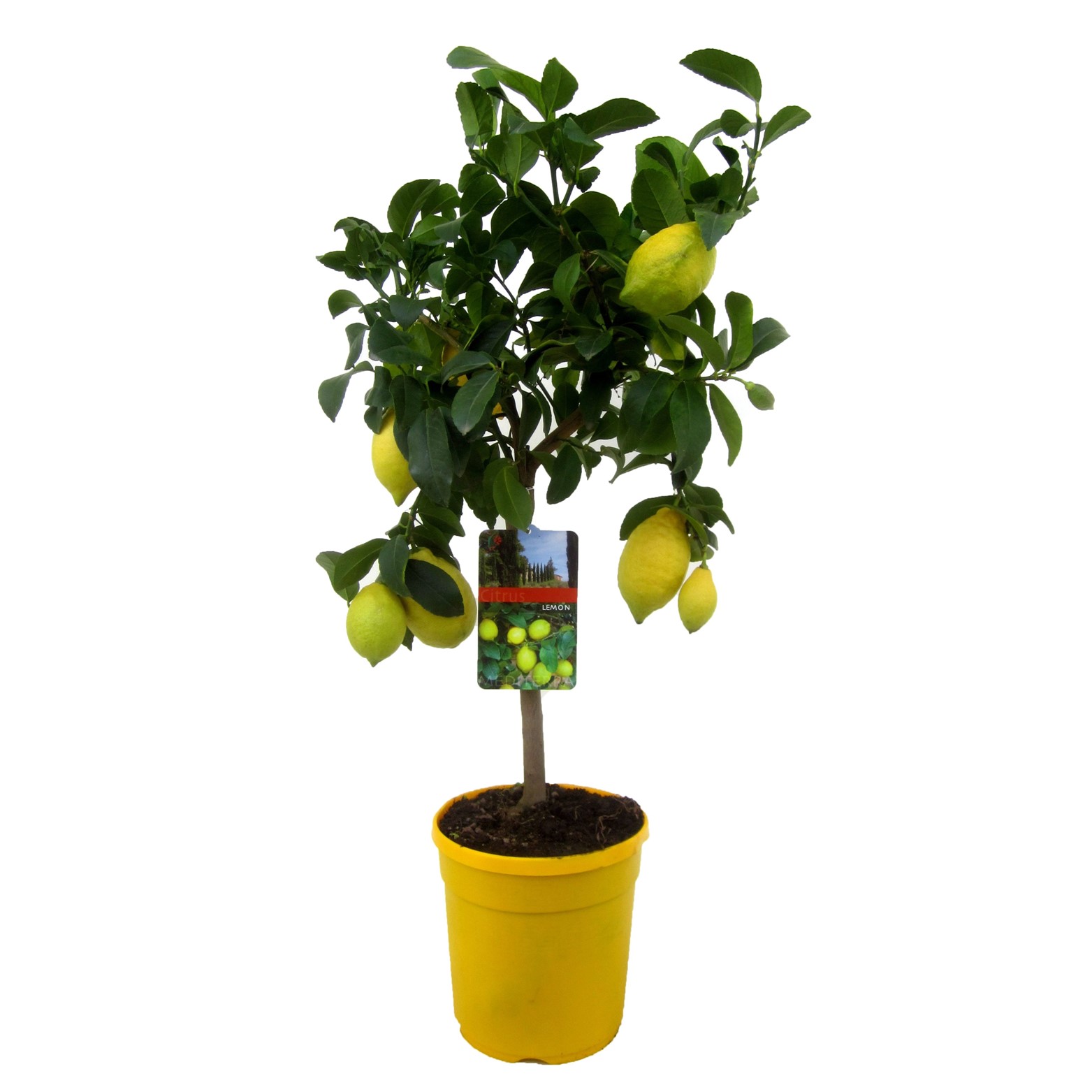 Plant in a Box - Citrus Limon - Albero di limone - Vaso 19cm - Altezza ...