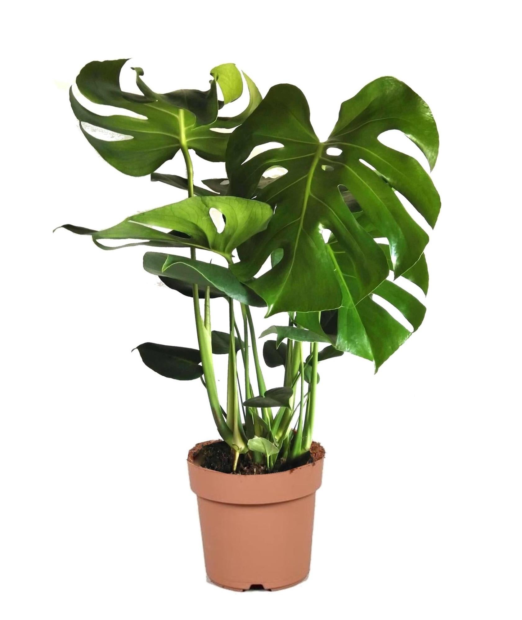 Plant in a Box - Monstera Deliciosa - pianta forata - vaso 21cm ...
