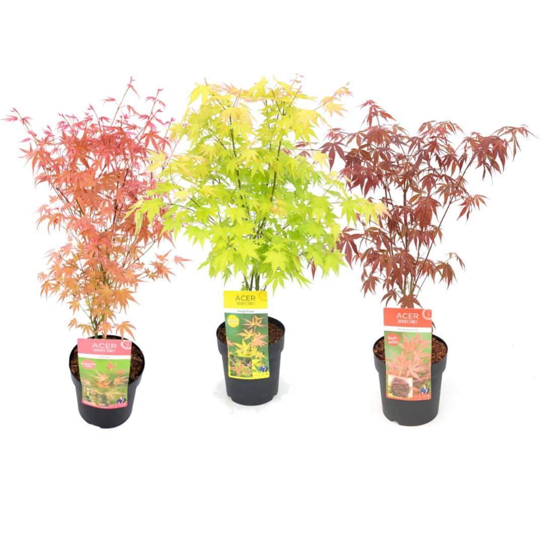 Plant in a Box - Set di 3 aceri giapponesi resistenti all'inverno ...