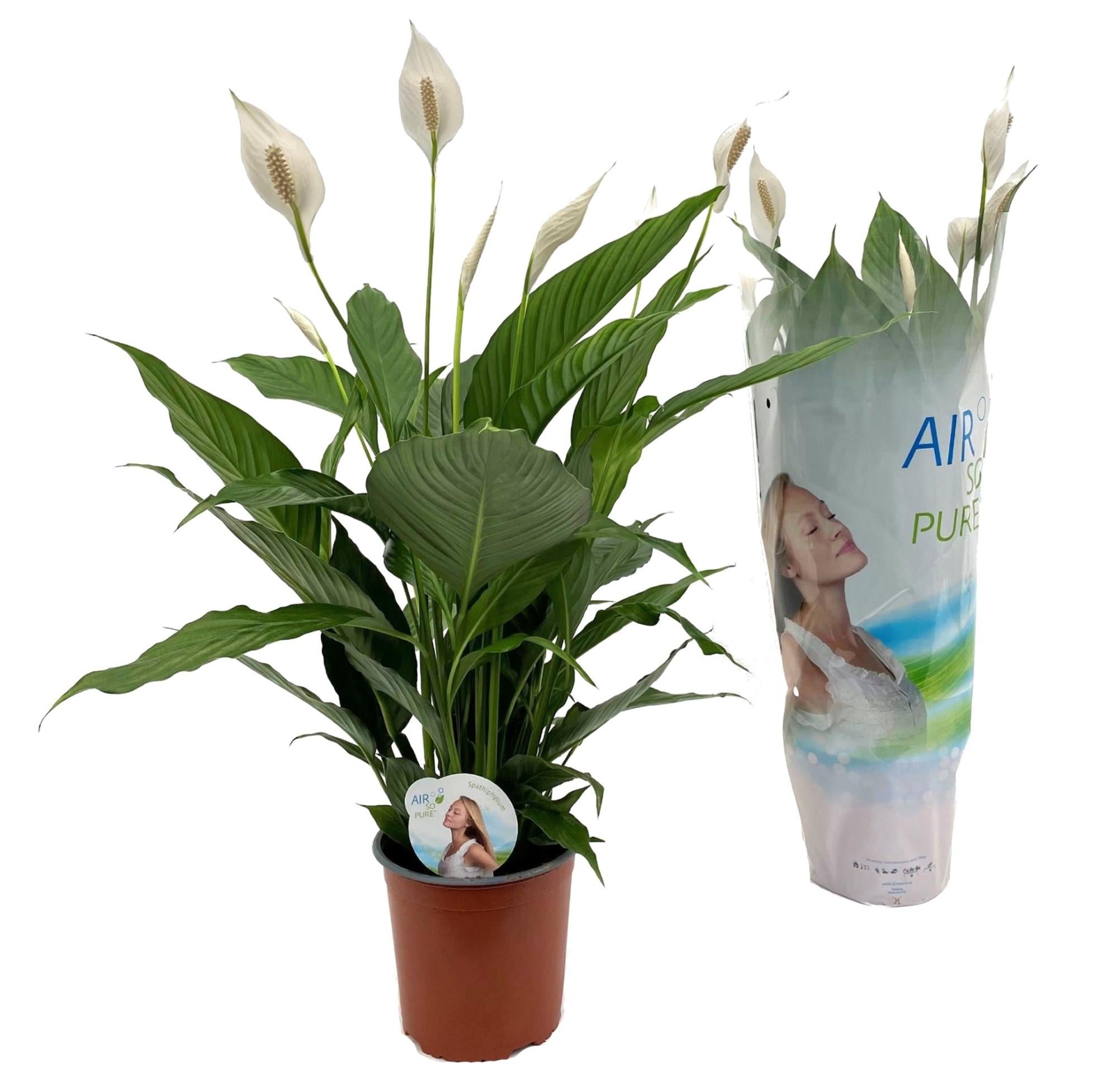 Plant in a Box - Spathiphyllum - Pianta d'appartamento - Spatifillo ...