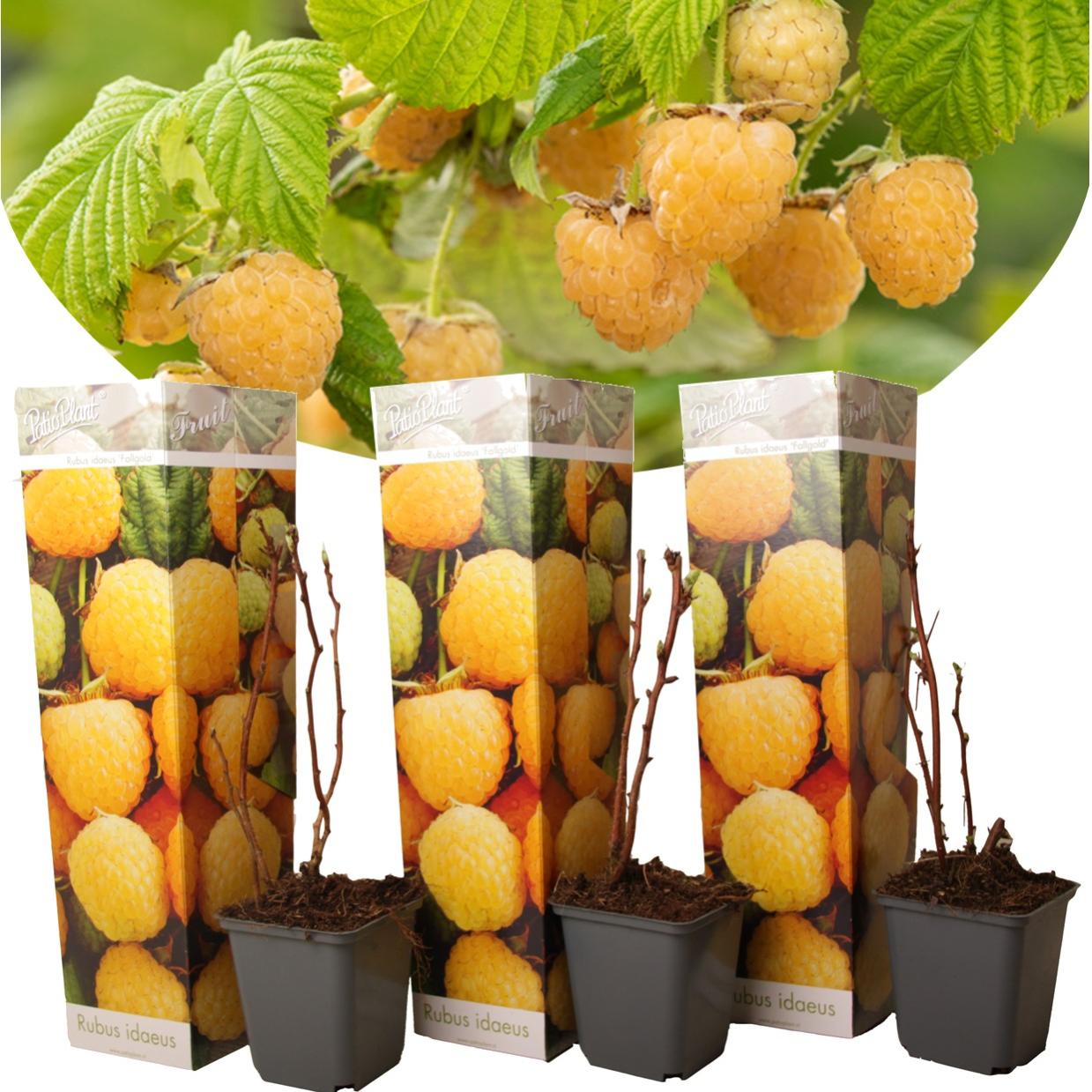 Plant in a Box - Rubus idaeus 'Fallgold' - Giallo - Set di 3 - Vaso 9cm ...