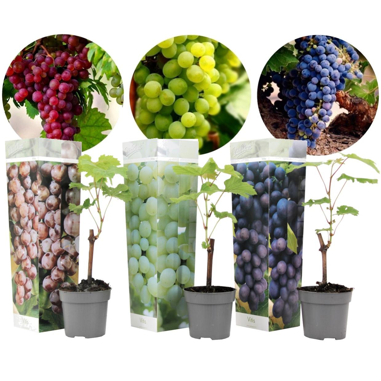 Plant in a Box - Mix di 3 piante di uva - Vitis Vinifera - Uva - Vaso ...