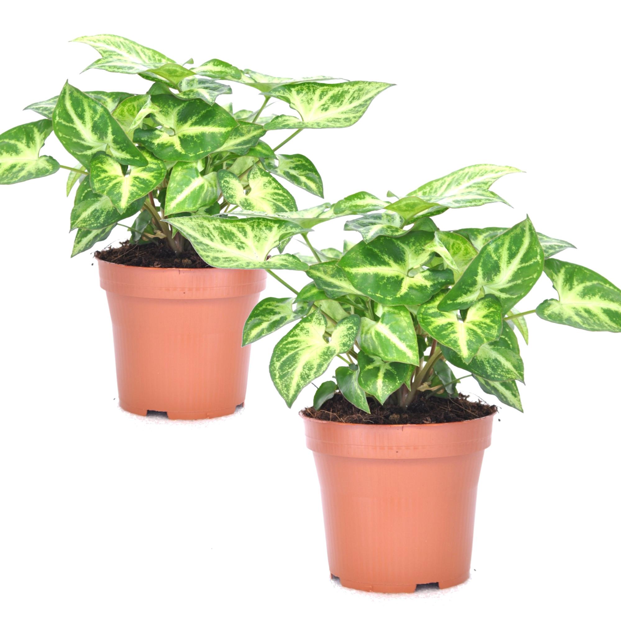 Plant in a Box - Syngonium 'Pixie' - Pianta a freccia - Set di 2 - Vaso ...