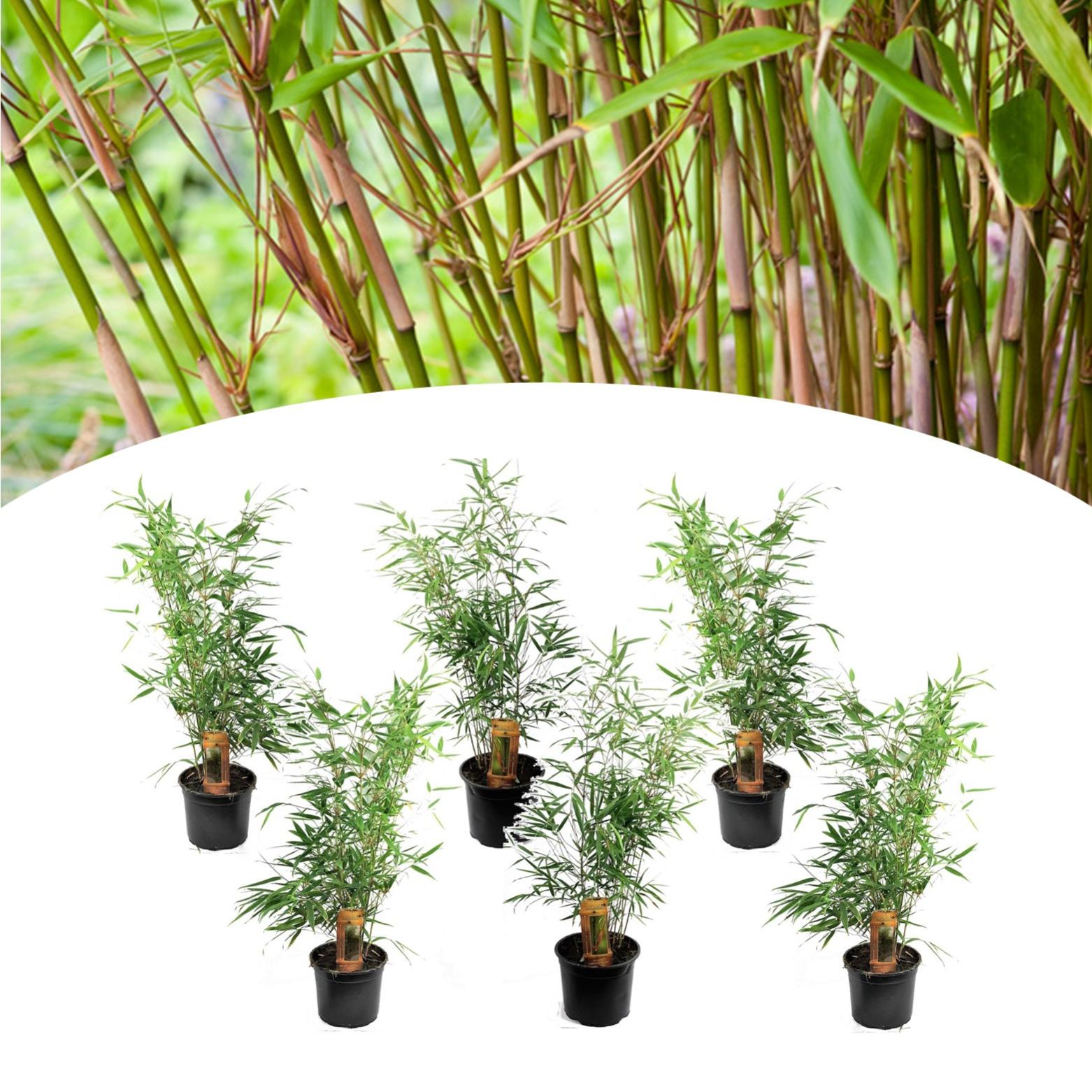 Plant in a Box - Fargesia Rufa Bamboo - Set di 6 - Non strisciante ...