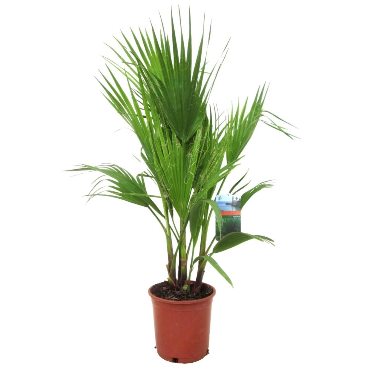 Plant in a Box - Washingtonia Robusta - Palma messicana - Pianta da ...