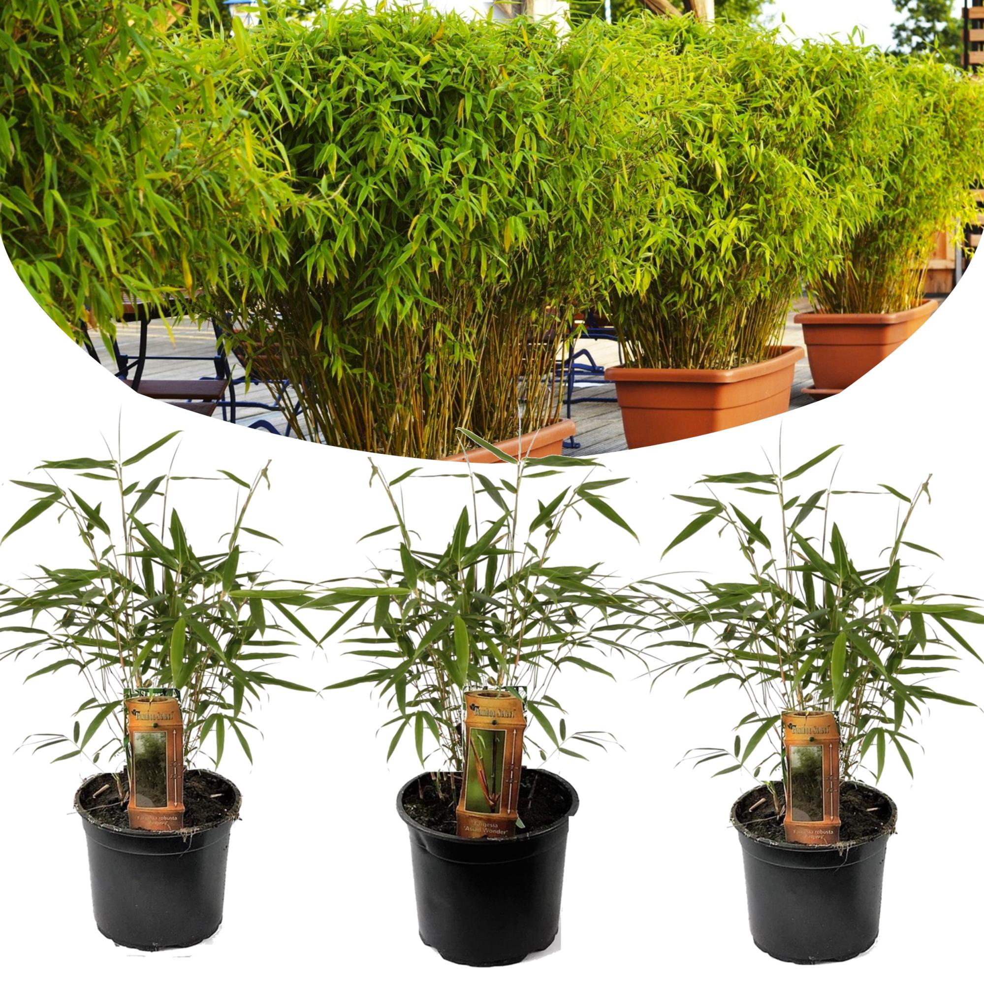 Plant in a Box - Fargesia Rufa Bamboo - Set di 3 - Non strisciante ...