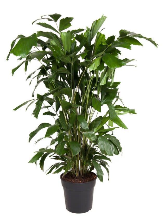 Caryota mitis - Plante d'intérieur verte - Pot 27cm - Hauteur 120-130cm ...