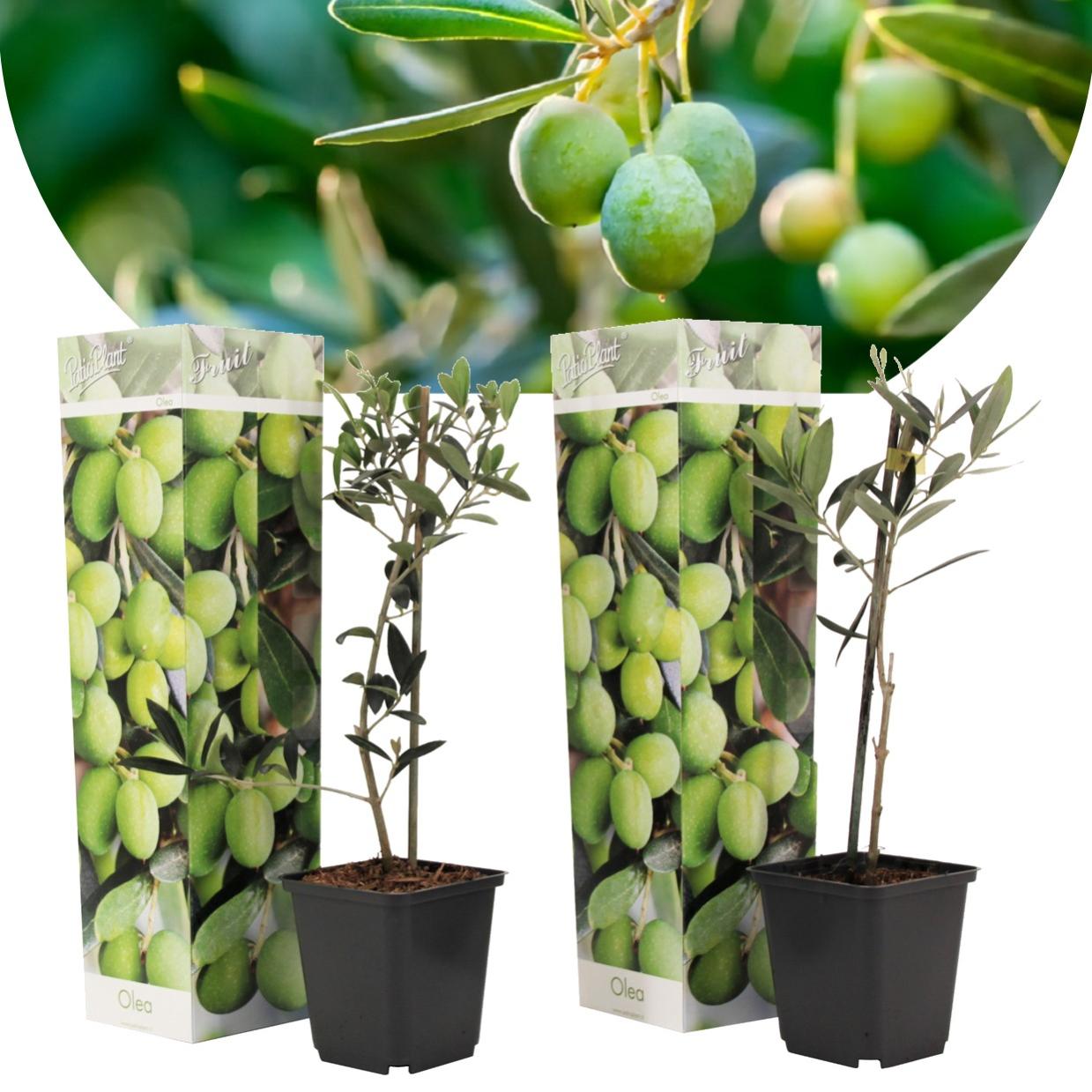 Olea Europaea - Oliviers - Pot 9cm - Hauteur 25-40cm | Leroy Merlin