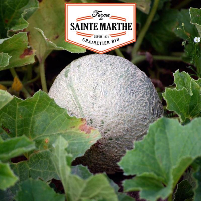 Melon Sucrin de Tours 15 graines - La ferme Sainte Marthe | Leroy Merlin