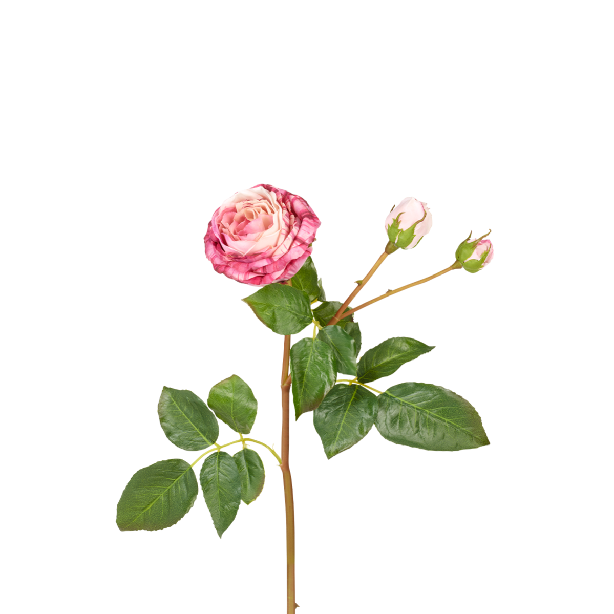 Rose AGATHE | Leroy Merlin