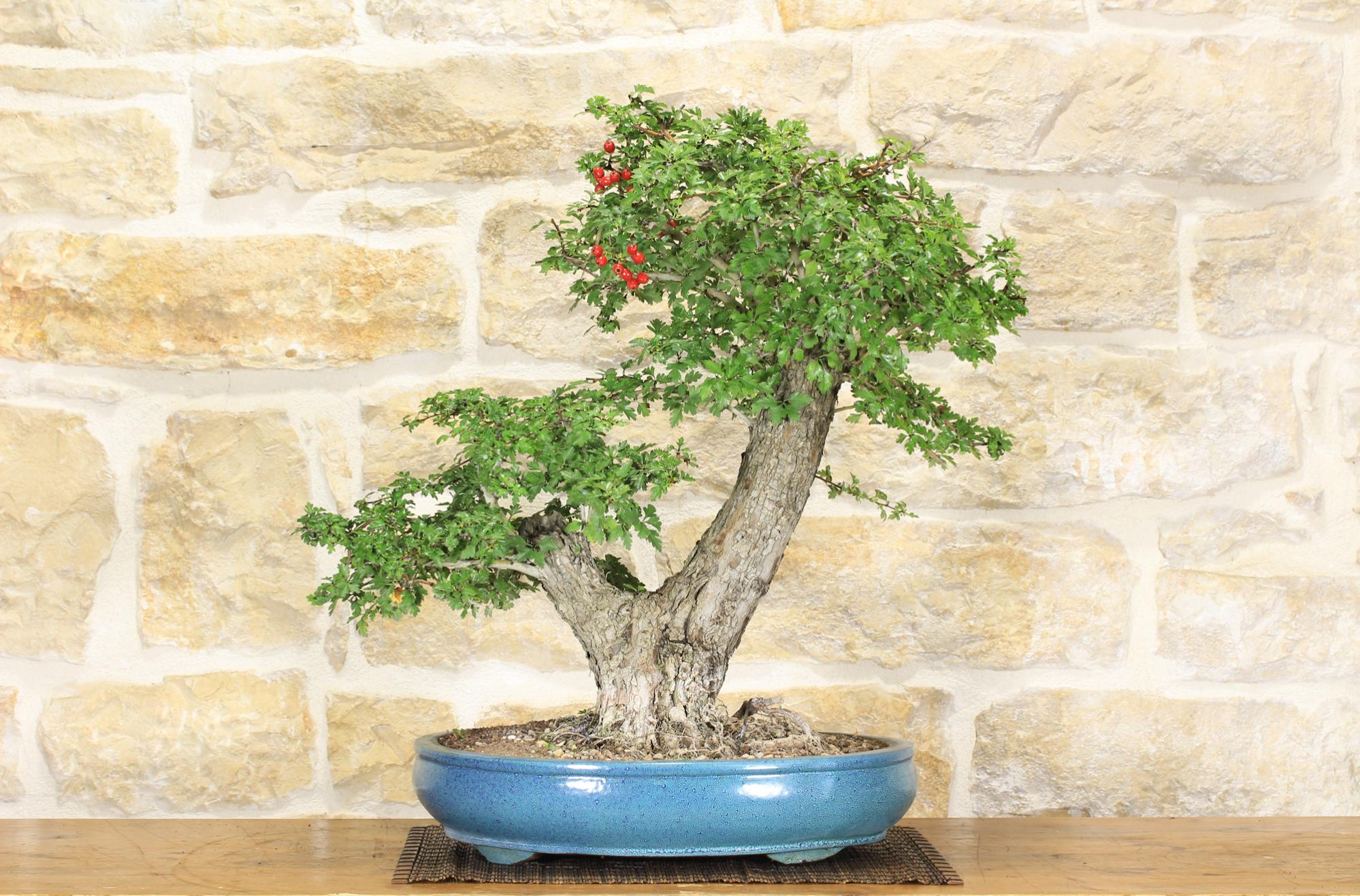 Bonsai di Biancospino (18) | Leroy Merlin