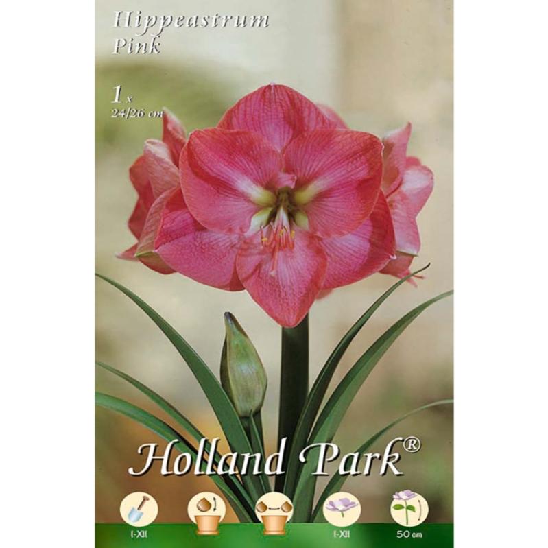 Amaryllis Rosa (Hippeastrum) - 1 Bulbo | Leroy Merlin