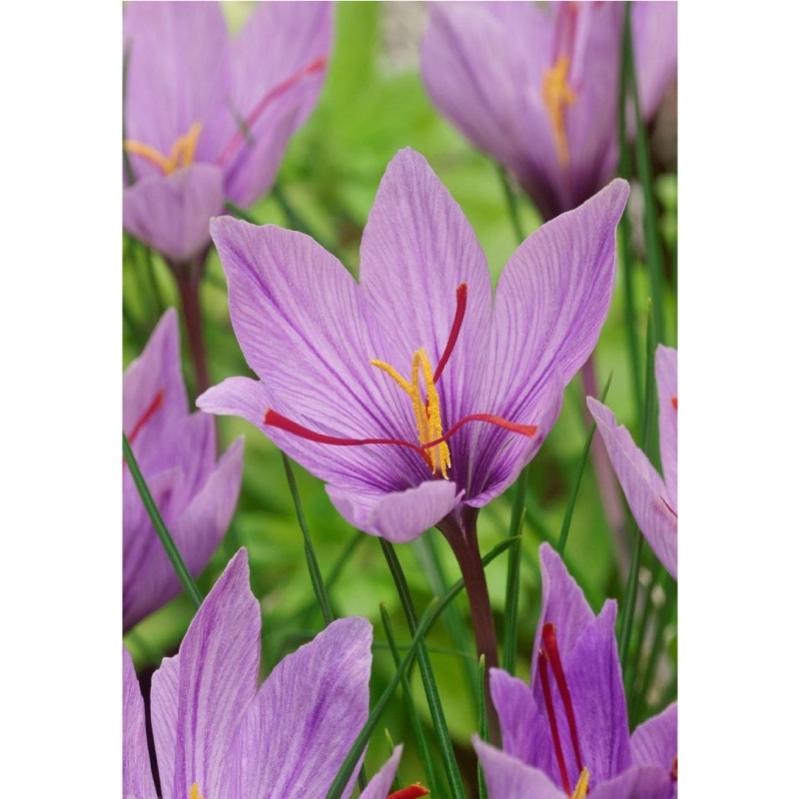 Crocus Sativus da Zafferano - calibro 9/+ cm - greppia 100 bulbi ...