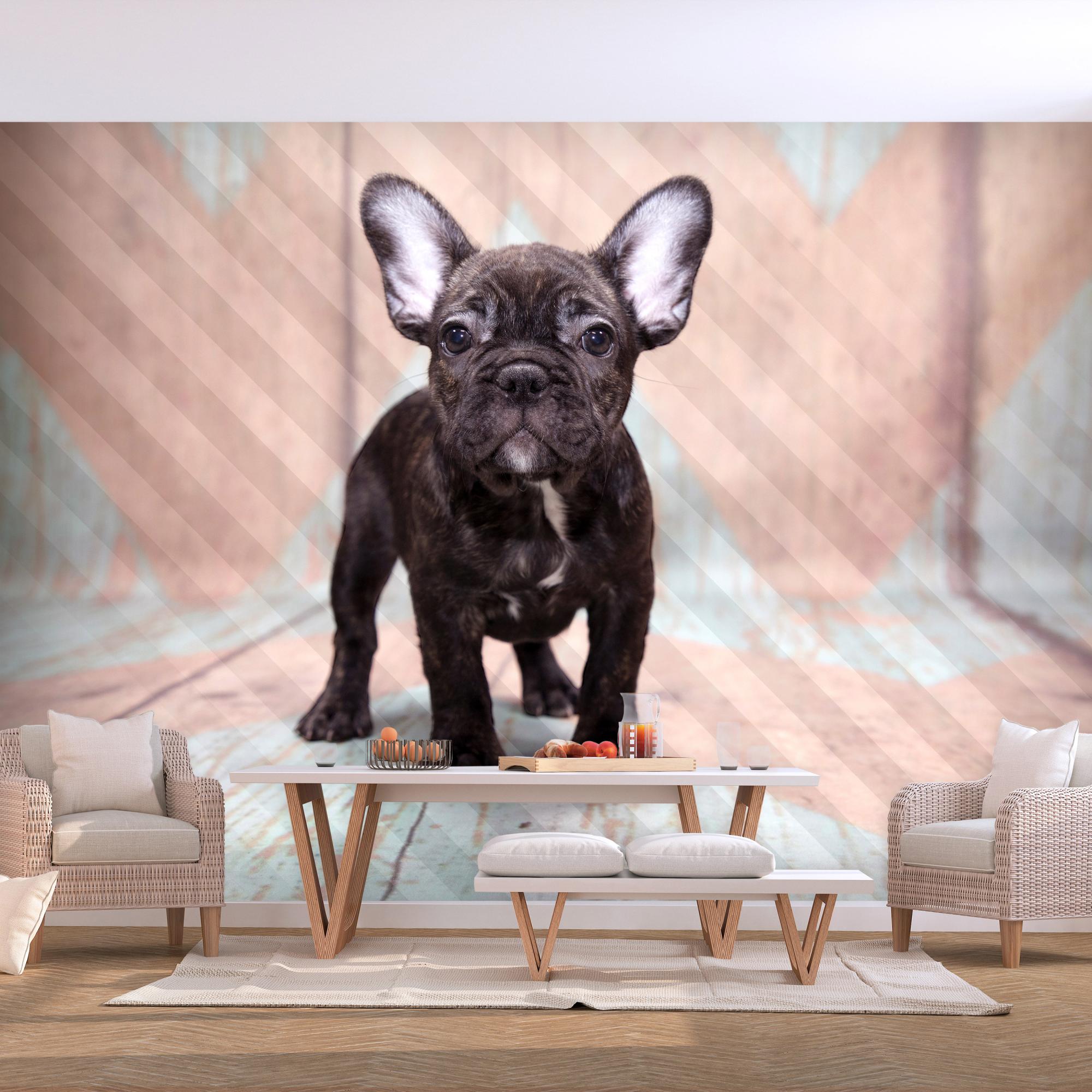 Papier peint - French Bulldog - 250x175 | Leroy Merlin