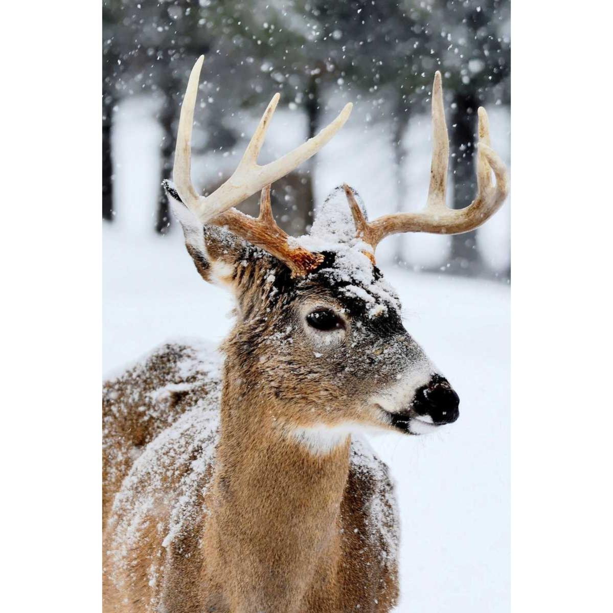 Tableau sur toile cerf sous neige 30x45 cm | Leroy Merlin