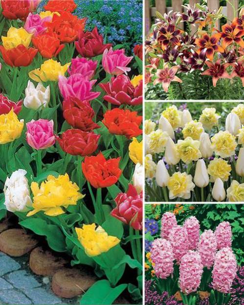 100 bulbes de printemps - Les 100 bulbes - Willemse | Leroy Merlin